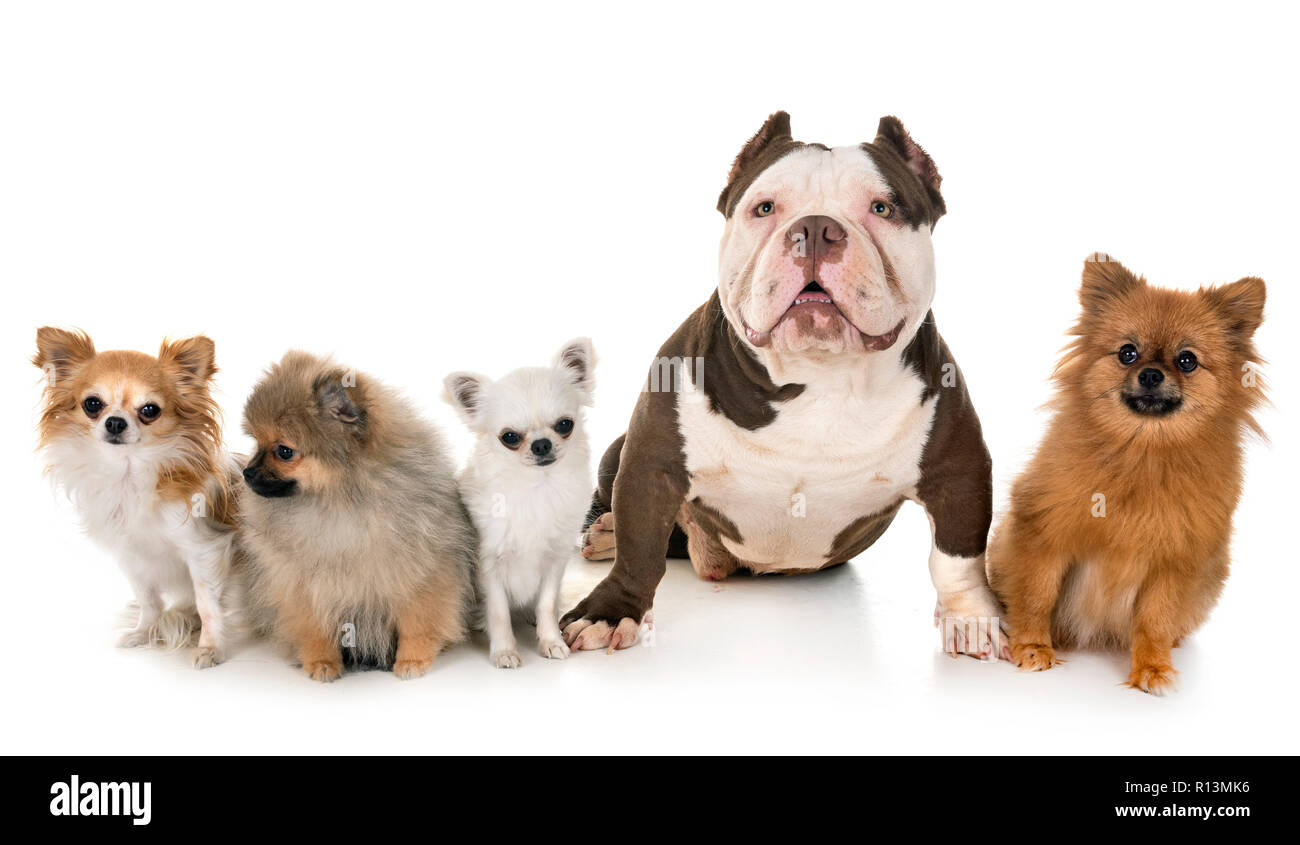 male american bully and little dogs in front of white background Stock ...
