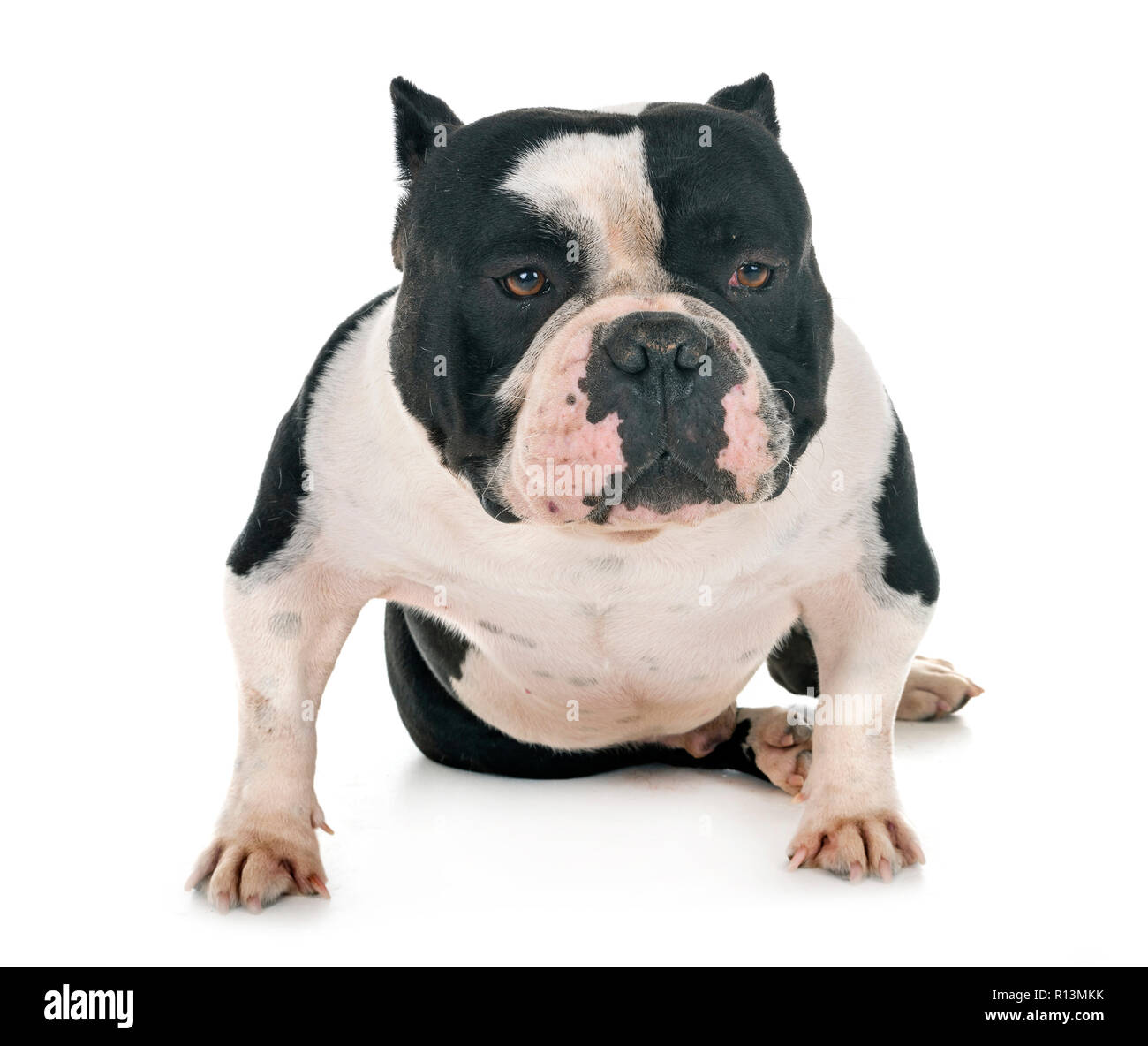 male american bully in front of white background Stock Photo - Alamy