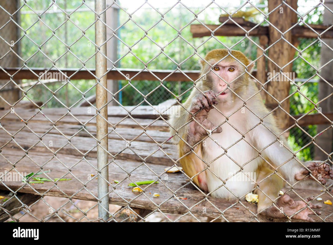 Monkey in cage Stock Photo - Alamy