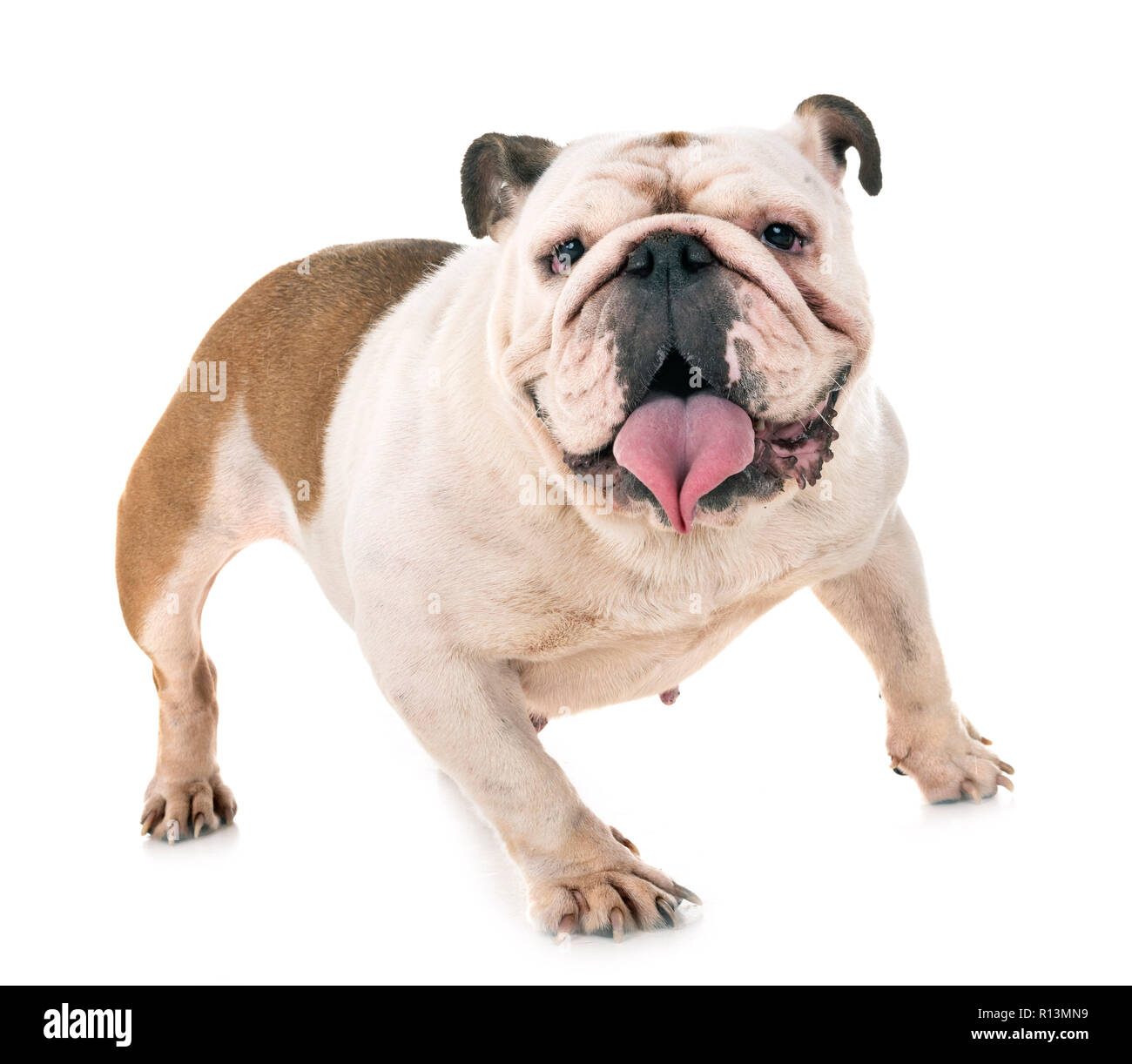 english bulldog in front of white background Stock Photo - Alamy