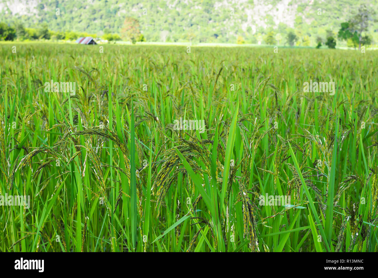 Green paddy rice with nature landscape. ear of paddy Stock Photo - Alamy