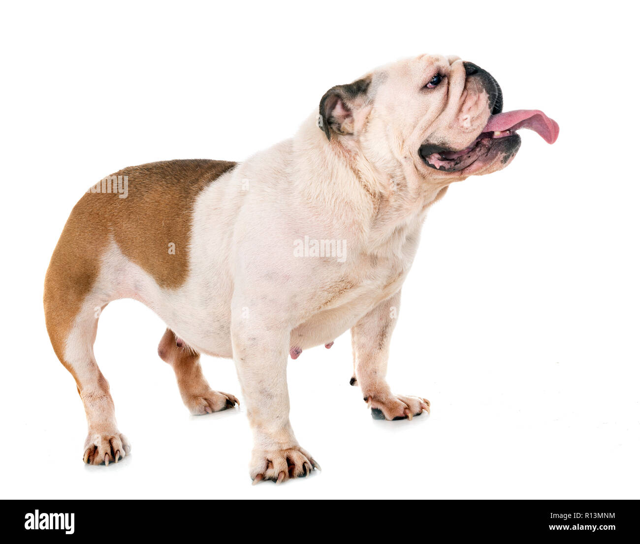 english bulldog in front of white background Stock Photo - Alamy