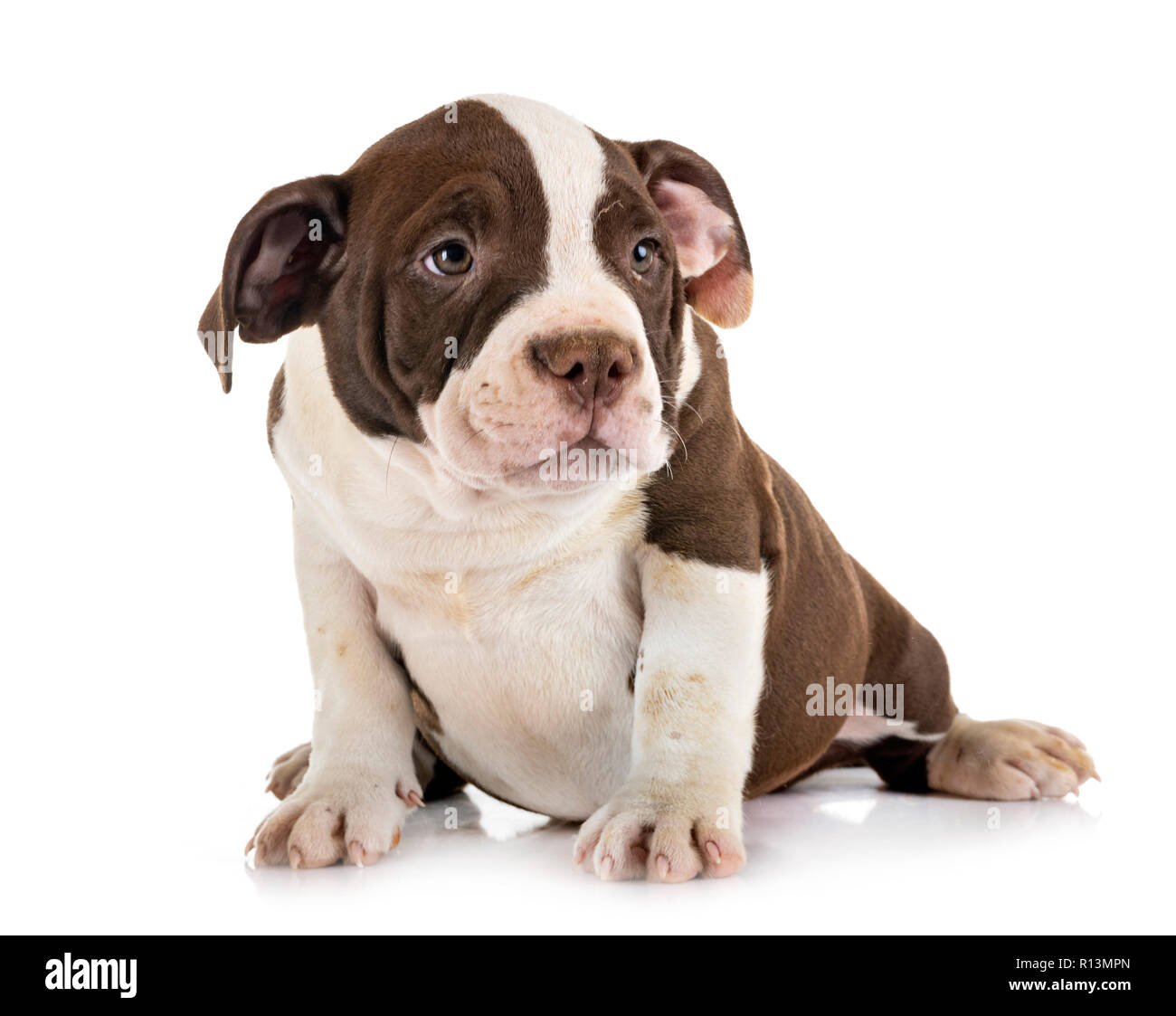 puppy american bully in front of white background Stock Photo - Alamy