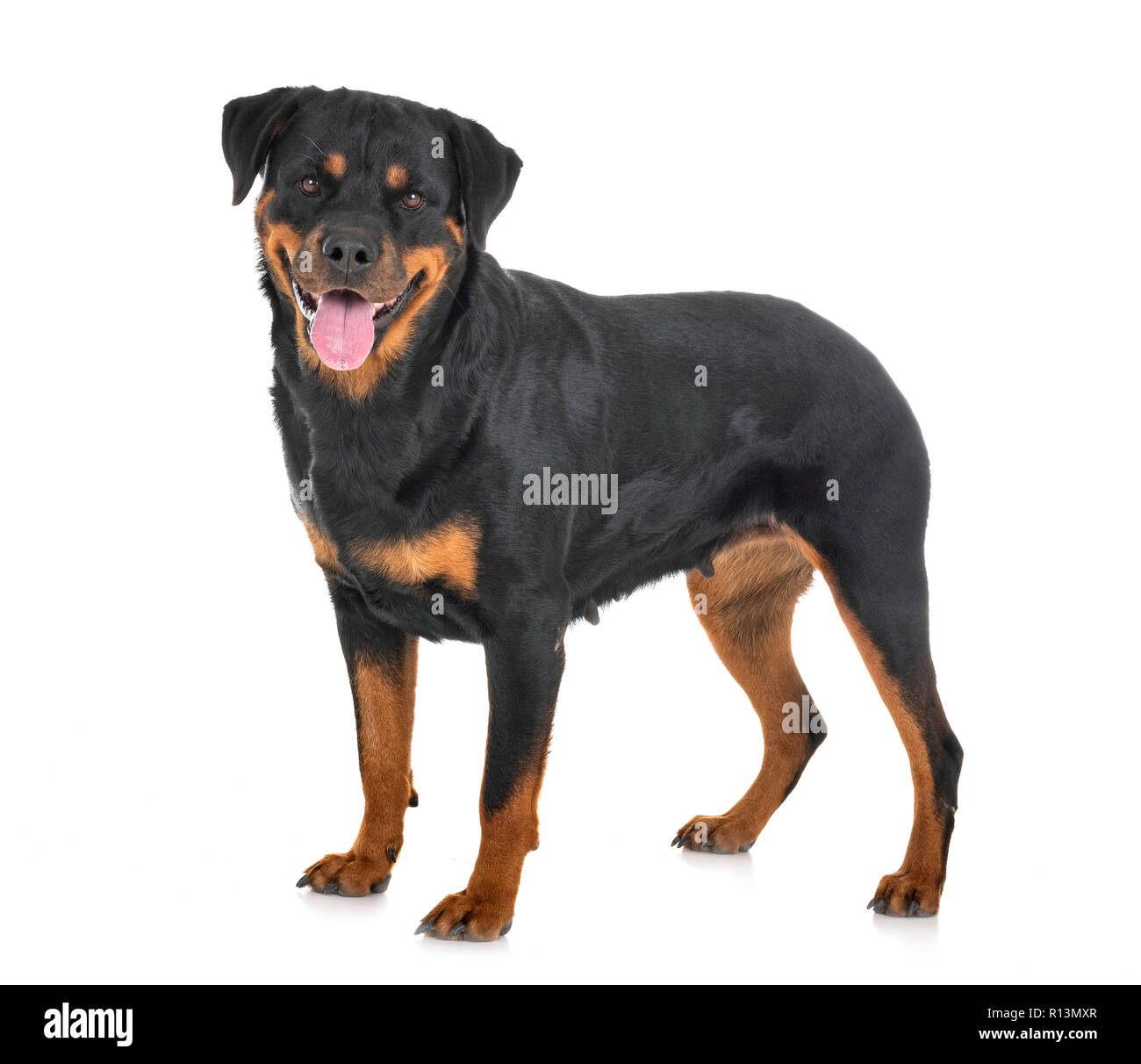 purebred rottweiler in front of white background Stock Photo - Alamy