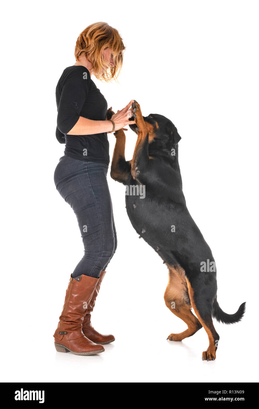 purebred rottweiler and woman in front of white background Stock Photo ...