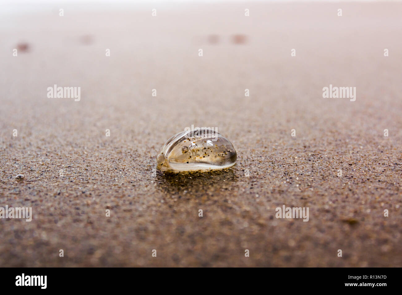 Sea Gooseberries Pleurobrachia Stock Photo - Alamy