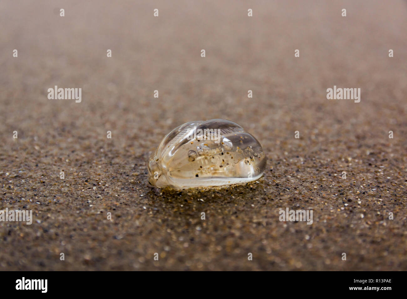 Sea Gooseberries Pleurobrachia Stock Photo - Alamy