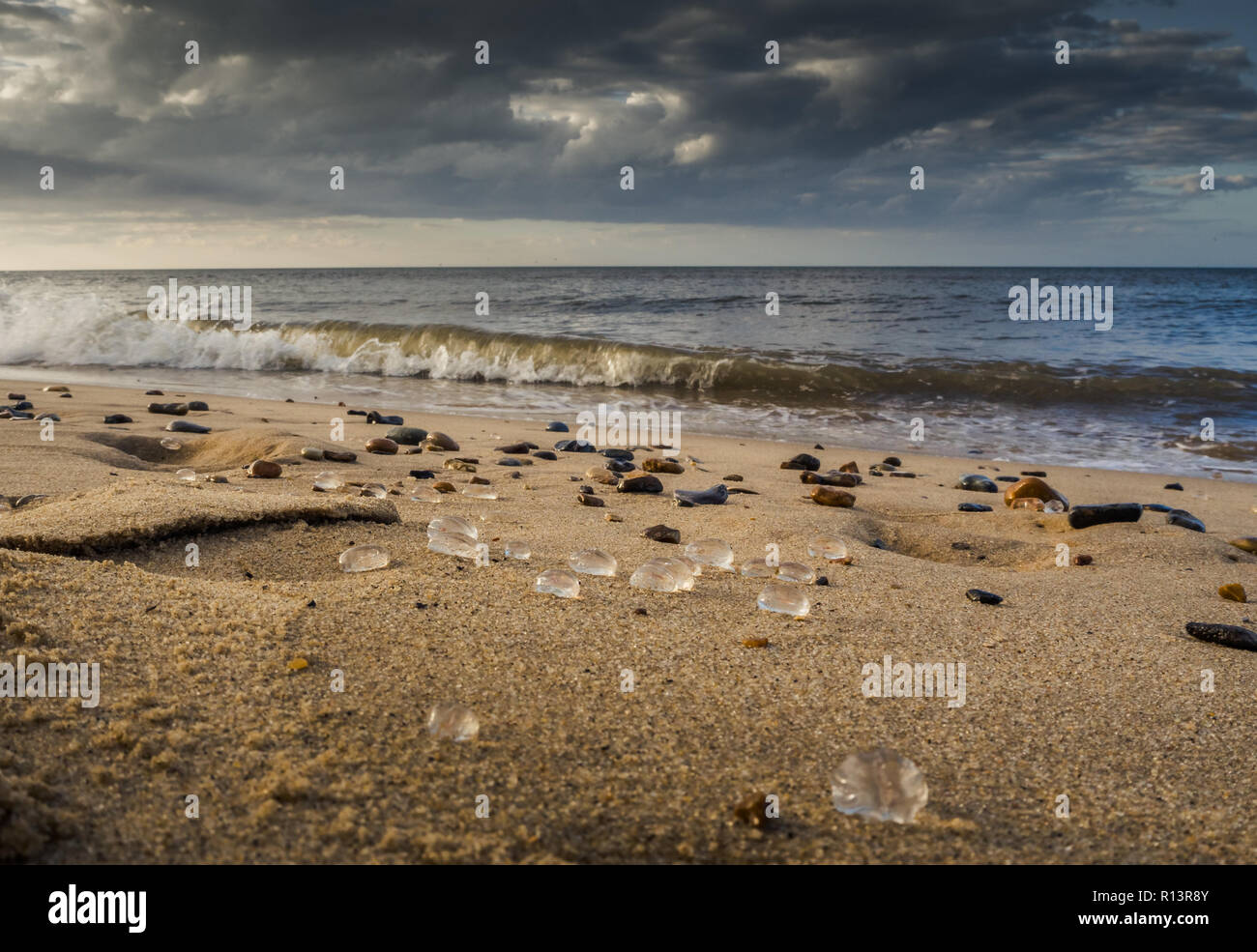 Pleurobrachia hi-res stock photography and images - Alamy