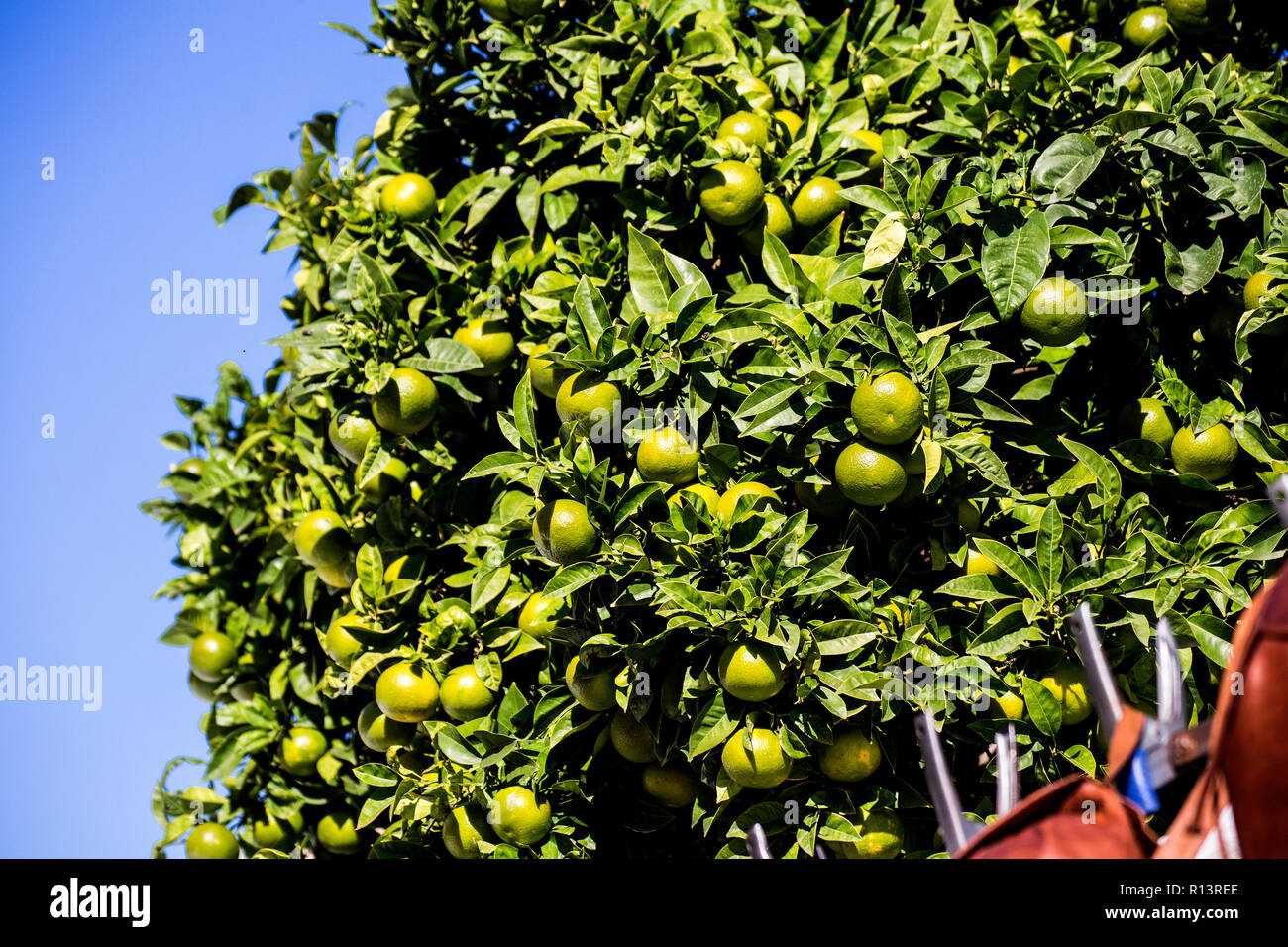 Unripe oranges on a tree in Alcudia, Mallora Stock Photo - Alamy