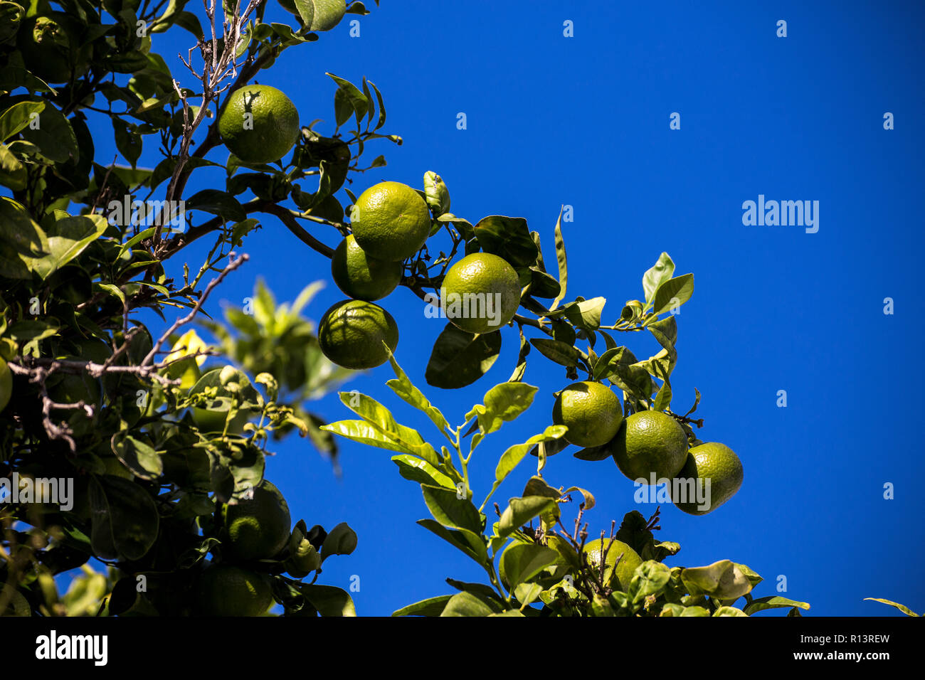 Unripe oranges on a tree in Alcudia, Mallora Stock Photo - Alamy