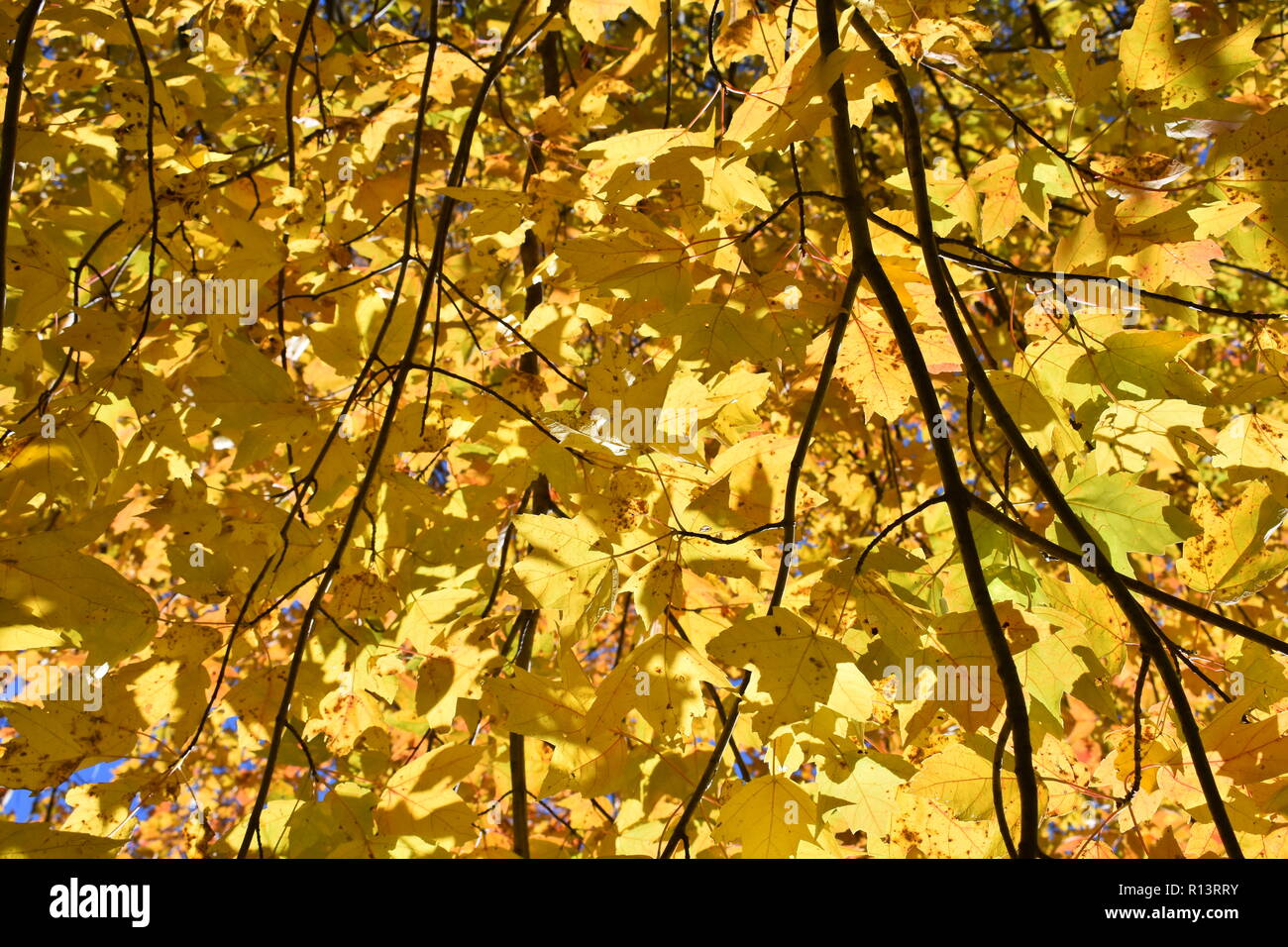 Upward leaves hi-res stock photography and images - Alamy