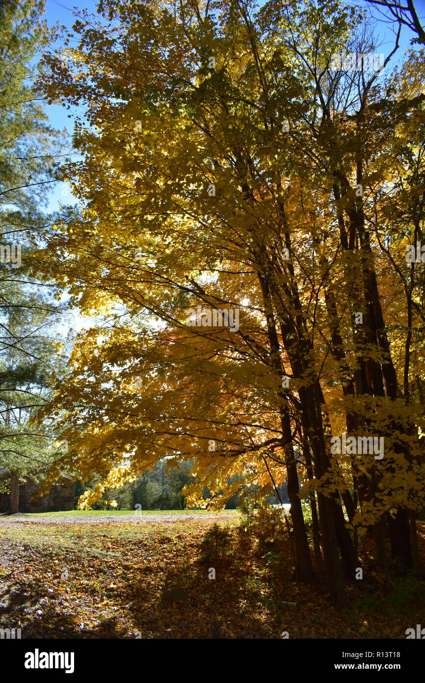 Golden yellow autumn tree with sunlight glowing through leaves Stock ...