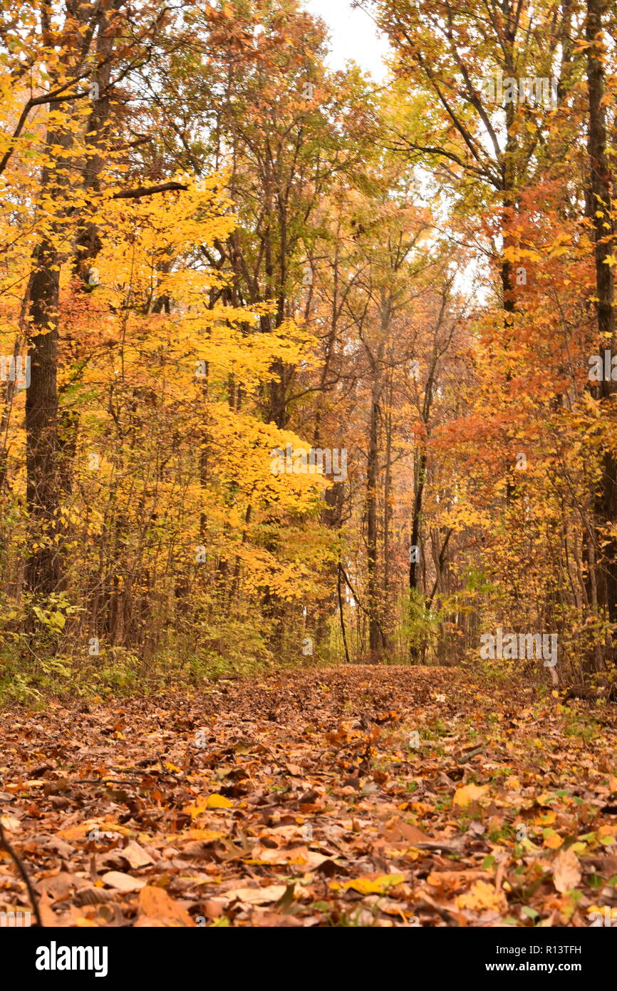 Leaf covered path hi-res stock photography and images - Alamy