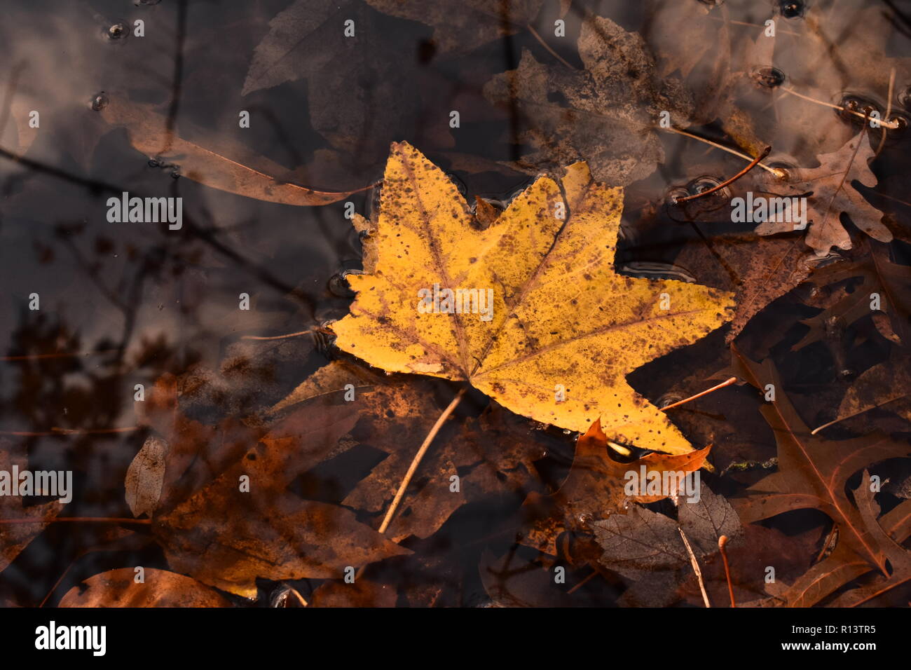 Yellow maple leaf (Acer species) in pond lake water with sky and trees ...