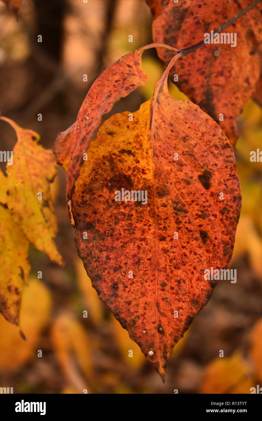 Black gum tree hi-res stock photography and images - Alamy