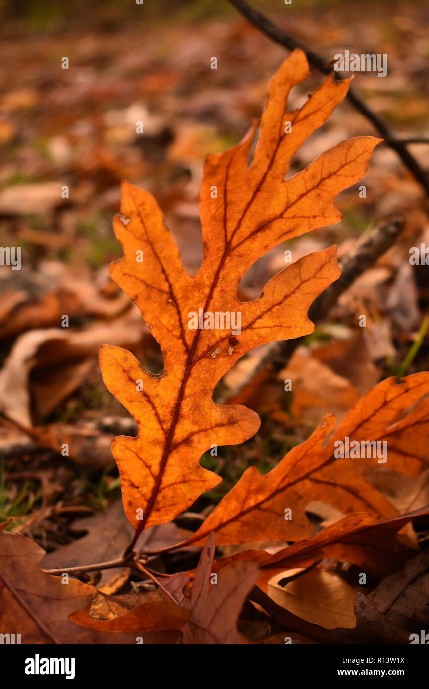 Quercus alba hi-res stock photography and images - Alamy