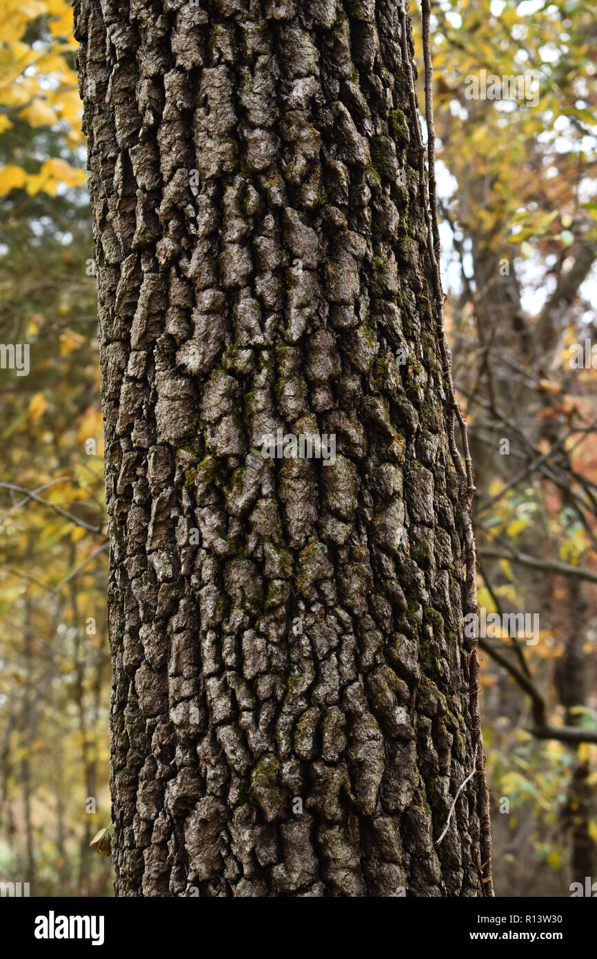 Rough wood bark hi-res stock photography and images - Alamy