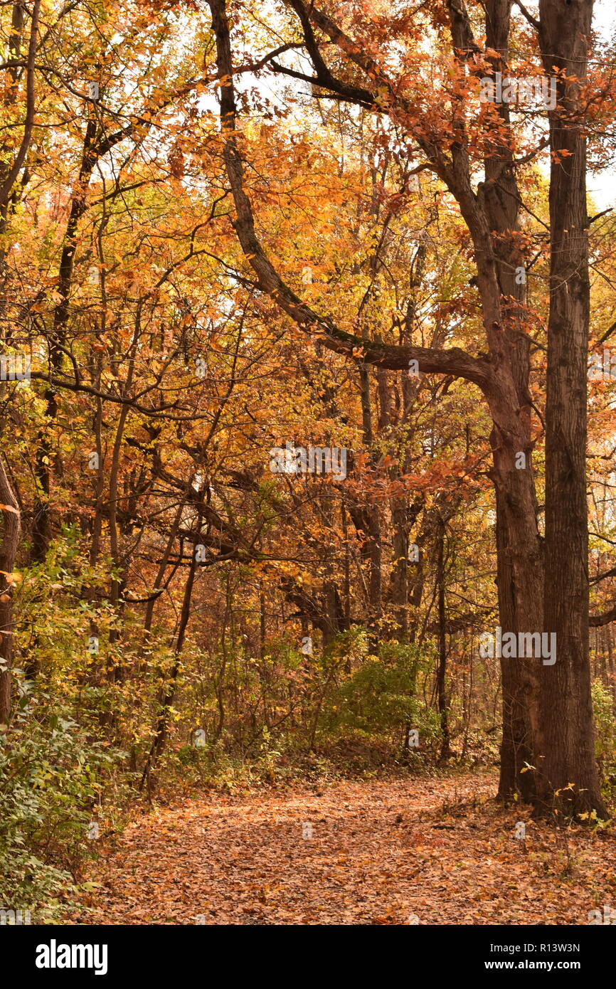 Leaf covered path hi-res stock photography and images - Alamy