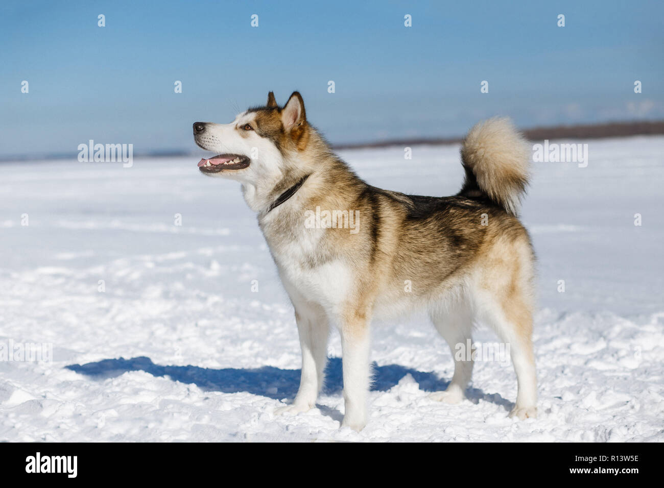 Alaskan Malamute dog breed posing in winter park Stock Photo - Alamy