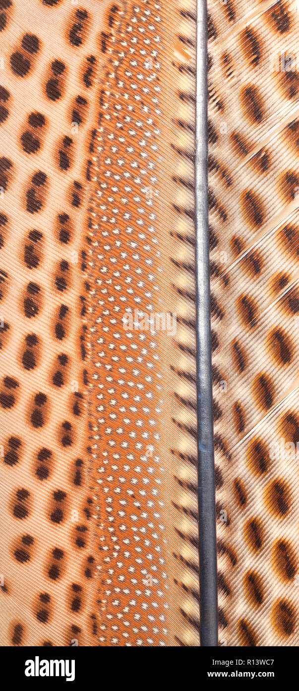 Pheasant feather hi-res stock photography and images - Alamy