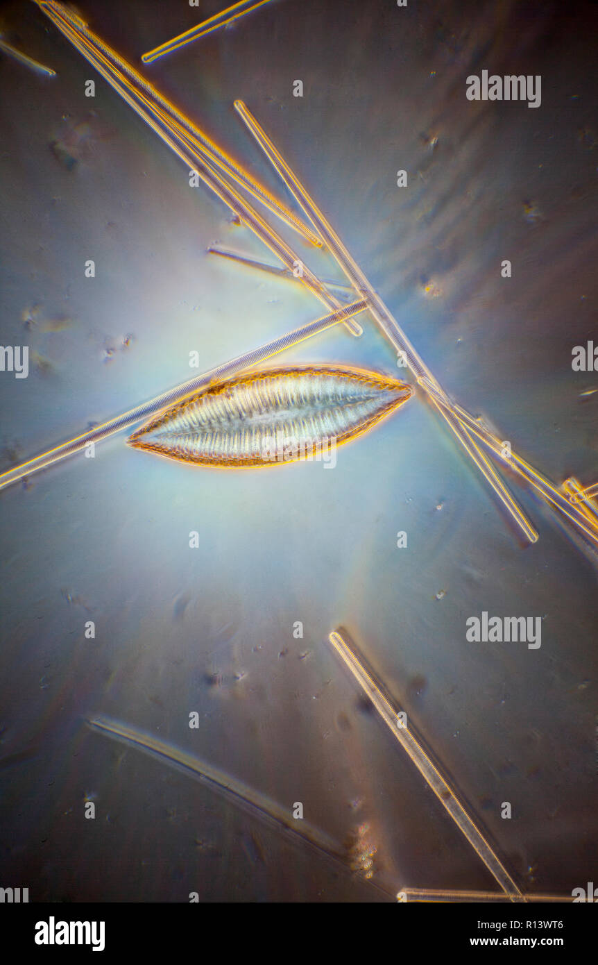 Plankton diatoms hi-res stock photography and images - Alamy