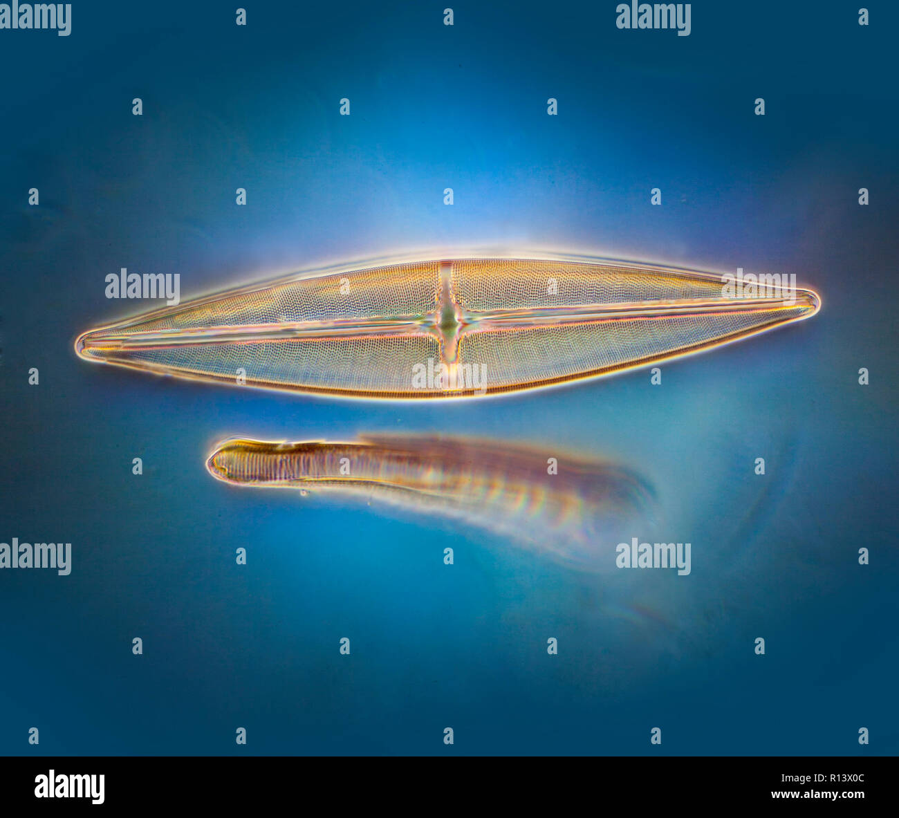 Usa diatoms are a type of plankton called phytoplankton hi-res stock ...