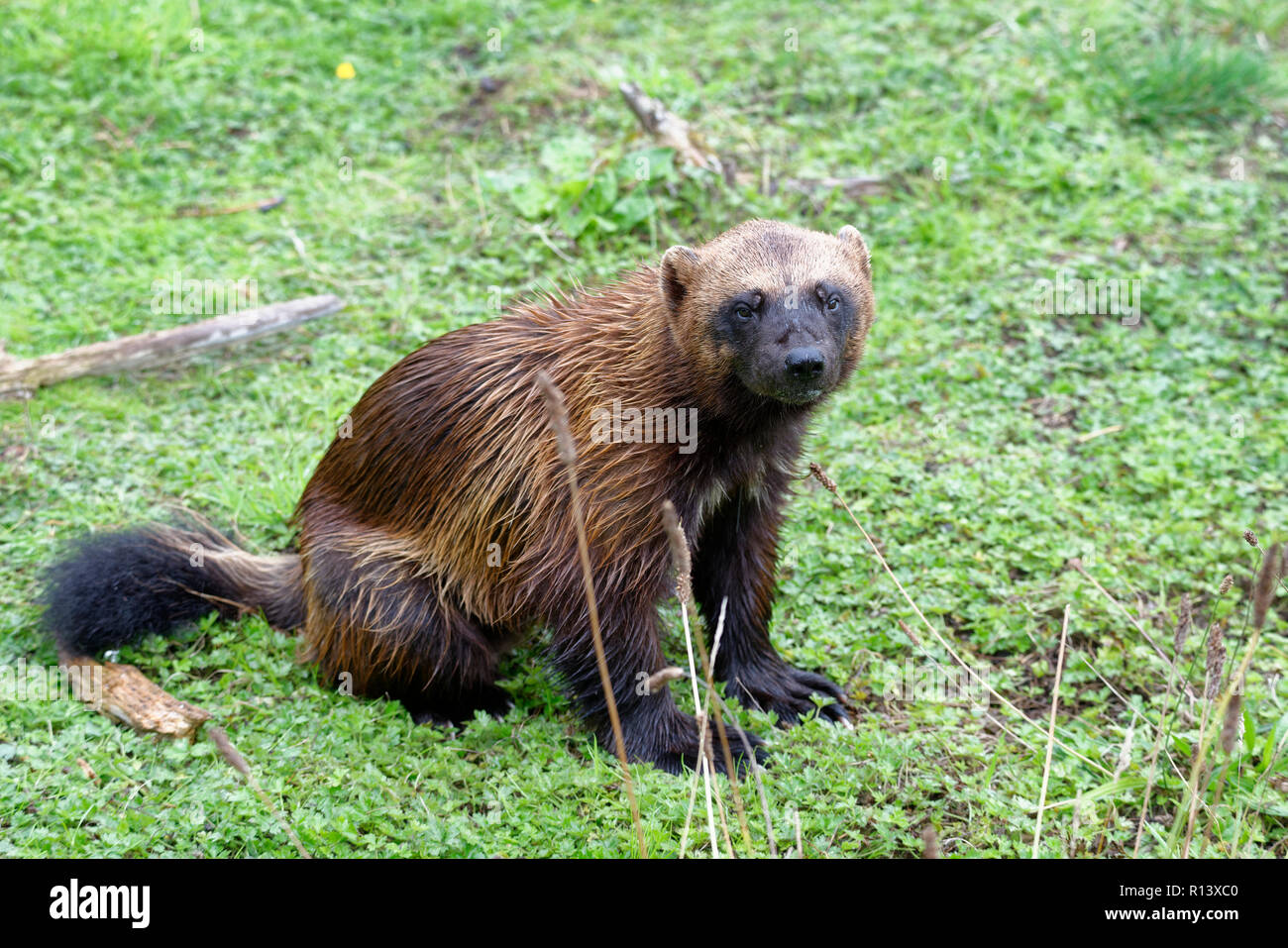 Wolverine - Gulo gulo Endangered predator of Northern Forests Stock ...