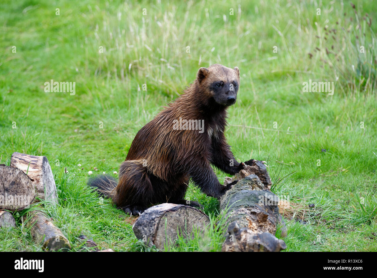 Wolverine - Gulo gulo Endangered predator of Northern Forests Stock ...