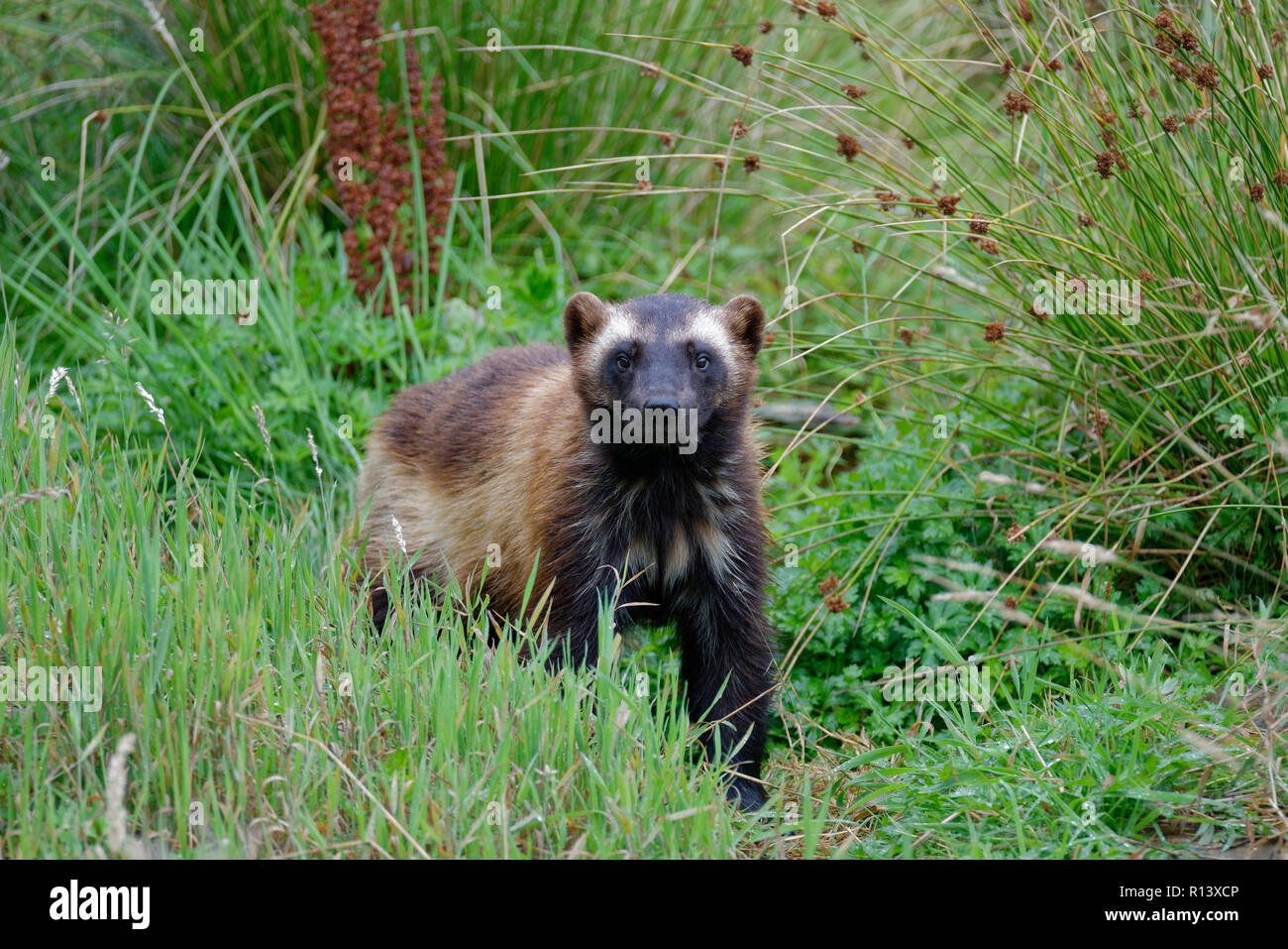 Wolverine - Gulo gulo Endangered predator of Northern Forests Stock ...