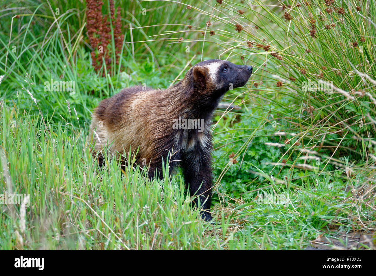 Wolverine - Gulo gulo Endangered predator of Northern Forests Stock ...