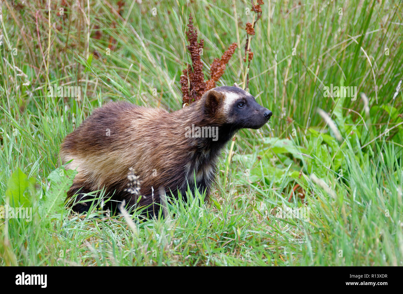 1 endangered hi-res stock photography and images - Alamy