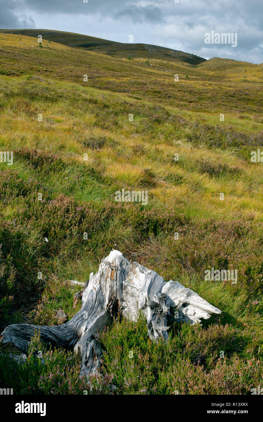 Dead tree Stump on slopes of Castle Hill Cairngorm Mountains, Scotland ...