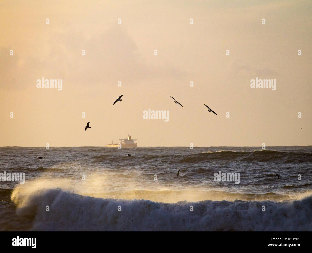 Flock of Seagulls flies above crashing waves in the ocean. Cargo Ship ...