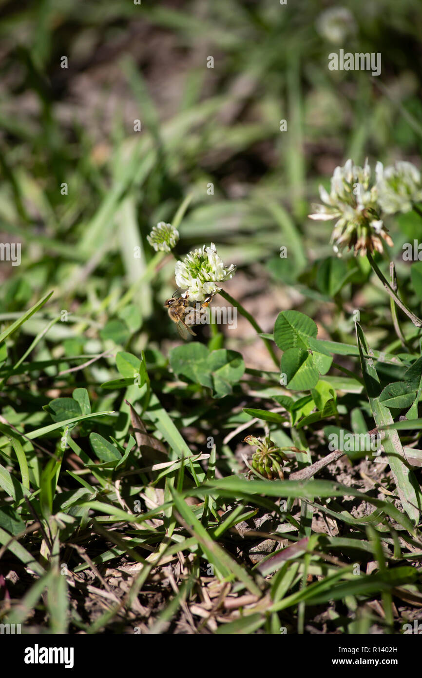Honey bee working to pollinate a white clover during the spring Stock ...
