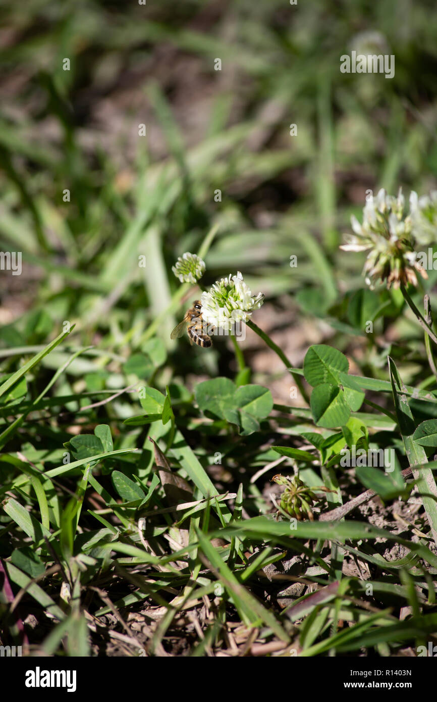 Honey bee working to pollinate a white clover during the spring Stock ...