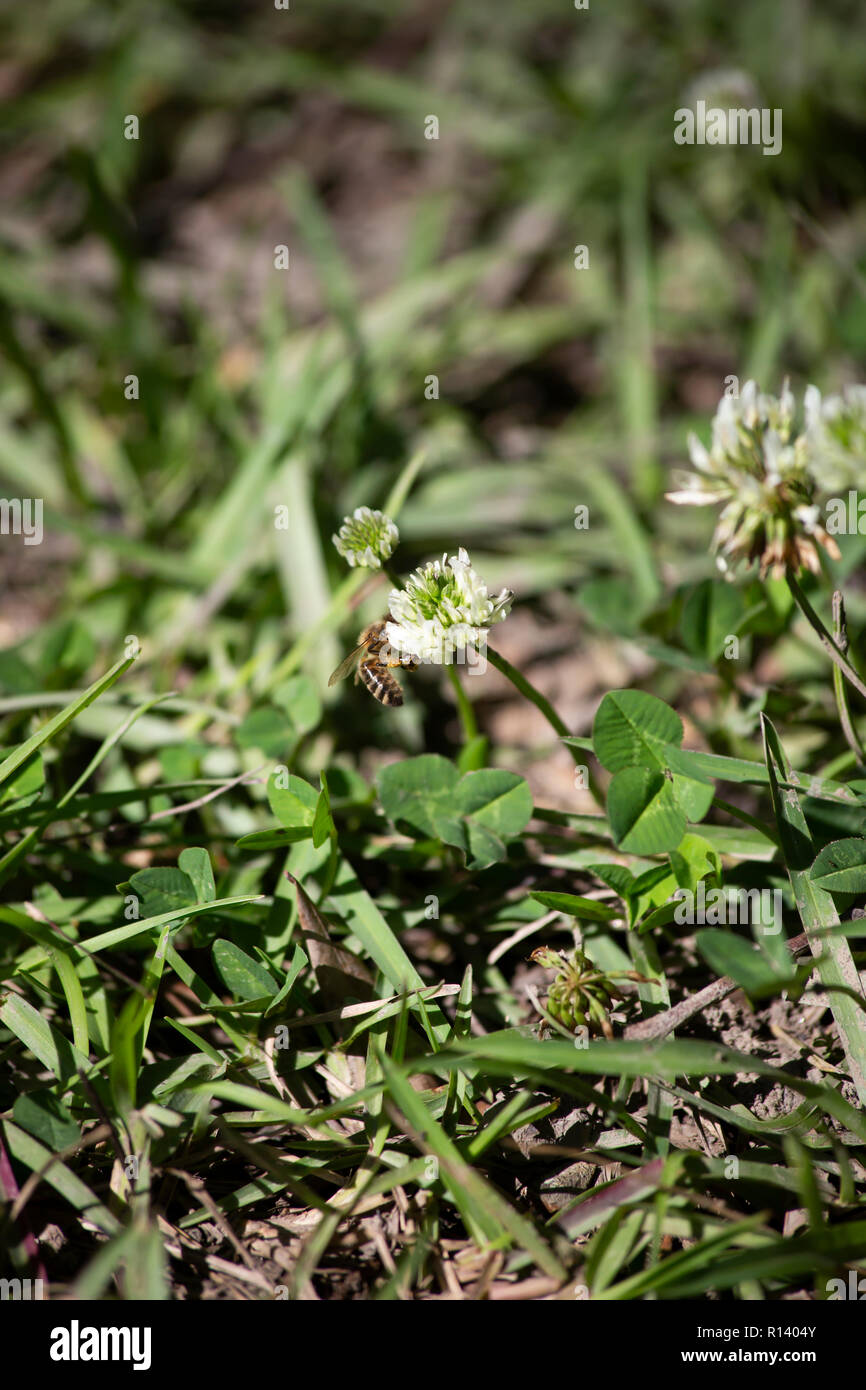 Honey bee working to pollinate a white clover during the spring Stock ...