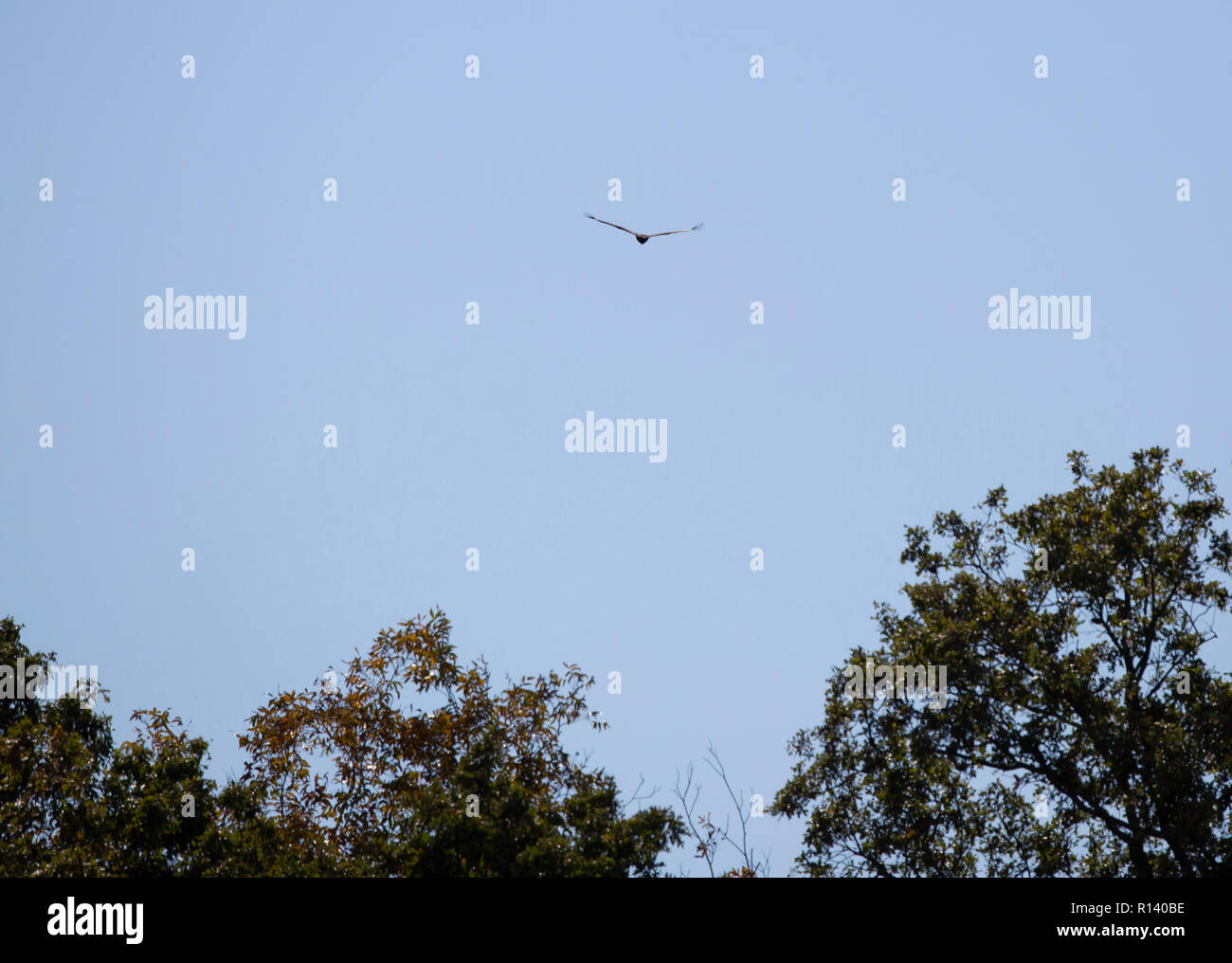 One bird flying overhead in the daytime sky Stock Photo - Alamy