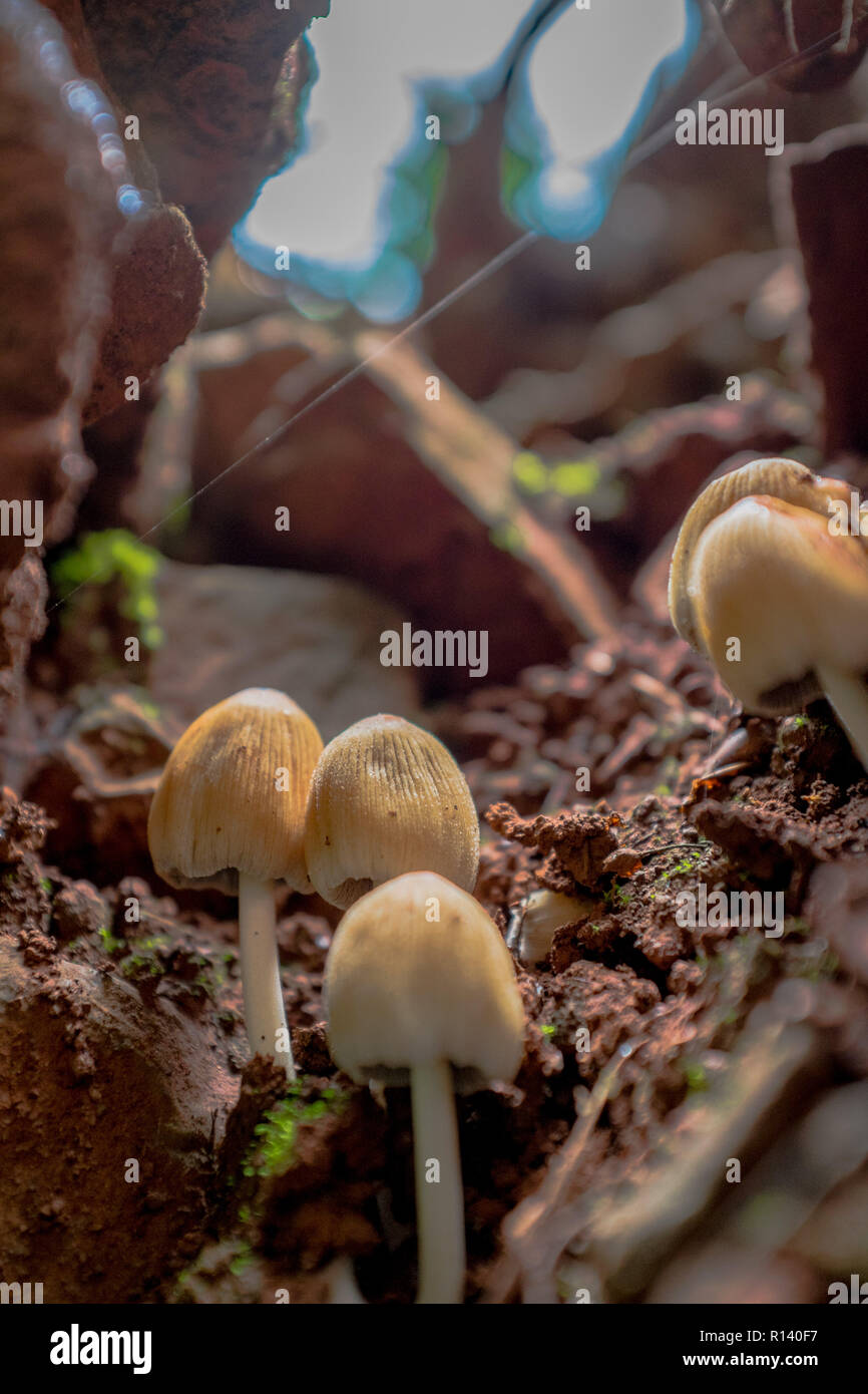 Magic shroom hi-res stock photography and images - Alamy