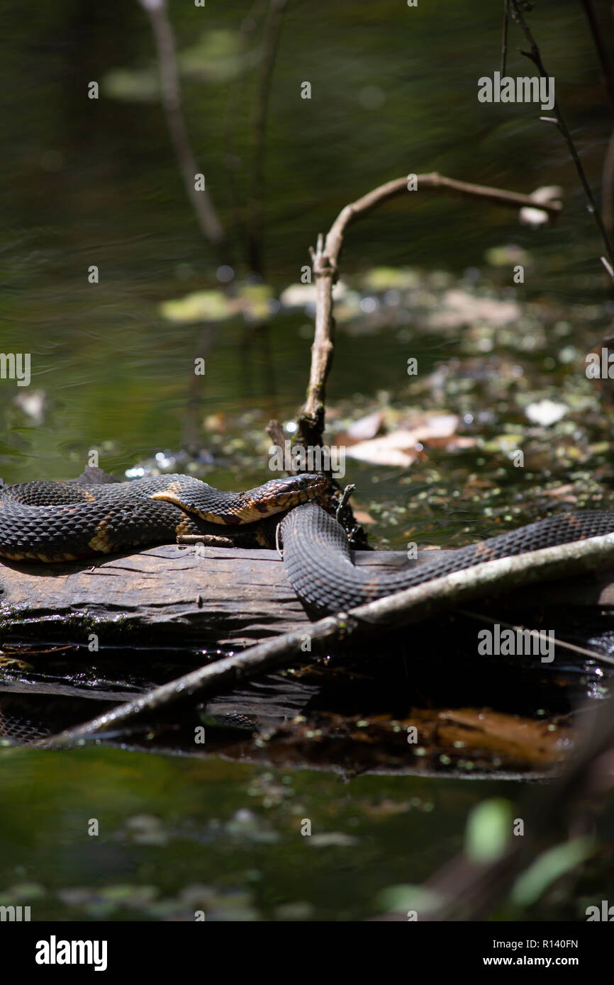 Broad-banded water snake (Nerodia fasciata) basking on a swamp log ...