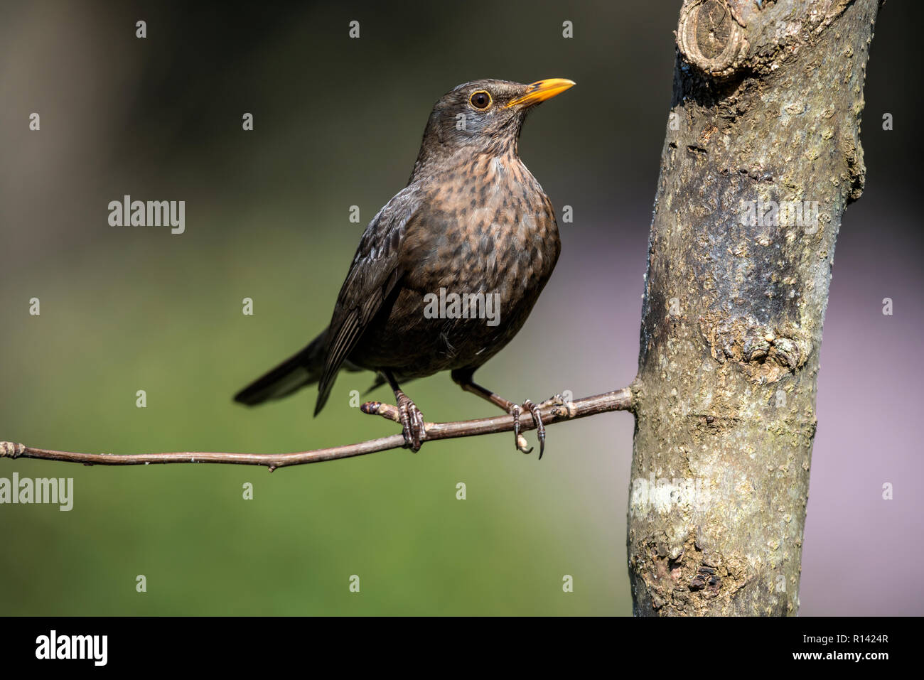 Female blackbird posing for portrait hi-res stock photography and ...