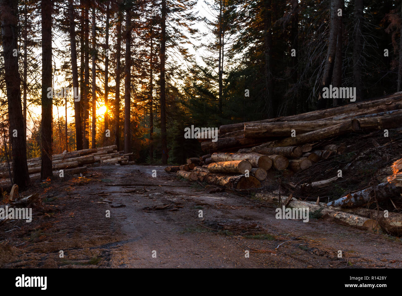 logging operation after a large forest fire burned a large section of ...