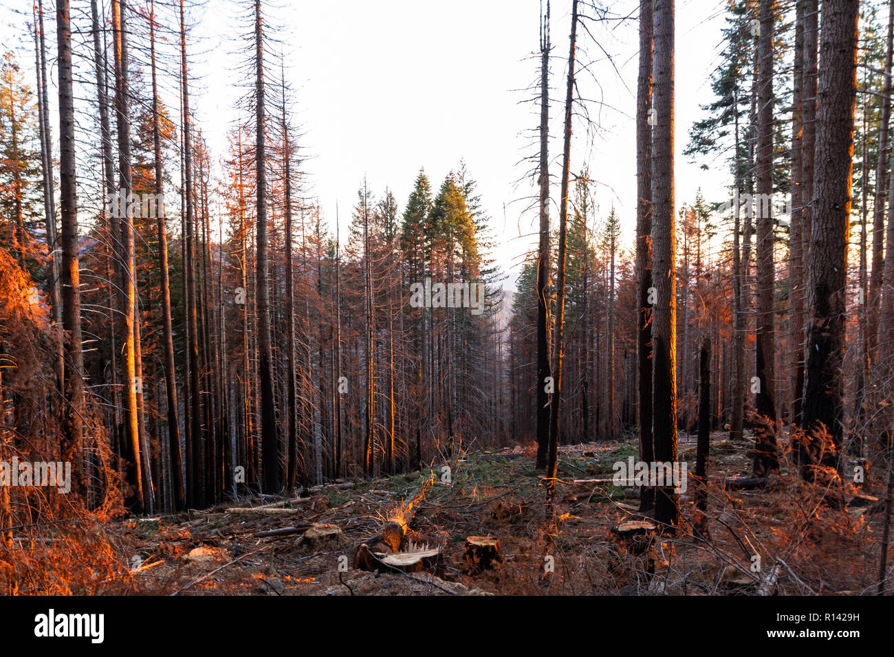 After a large wildfire hi-res stock photography and images - Alamy