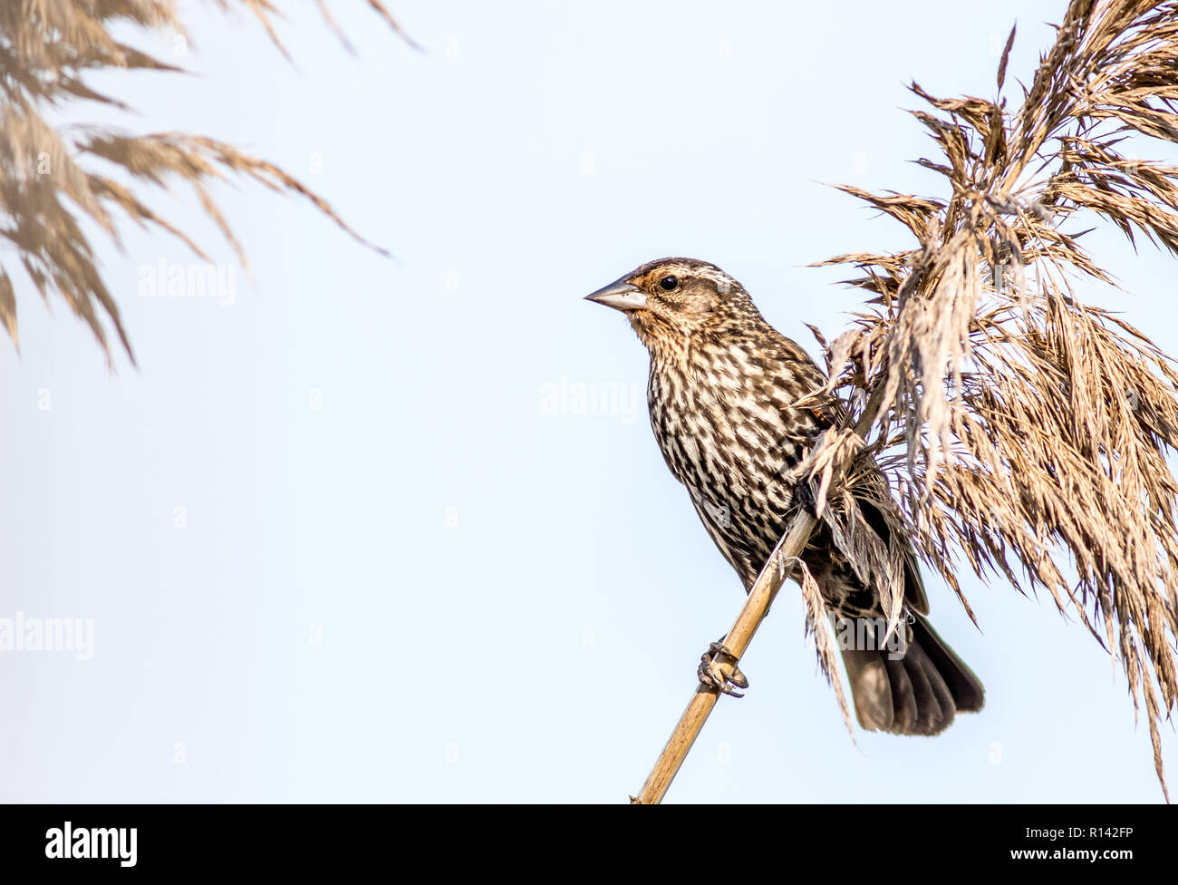 Bird wide hi-res stock photography and images - Alamy