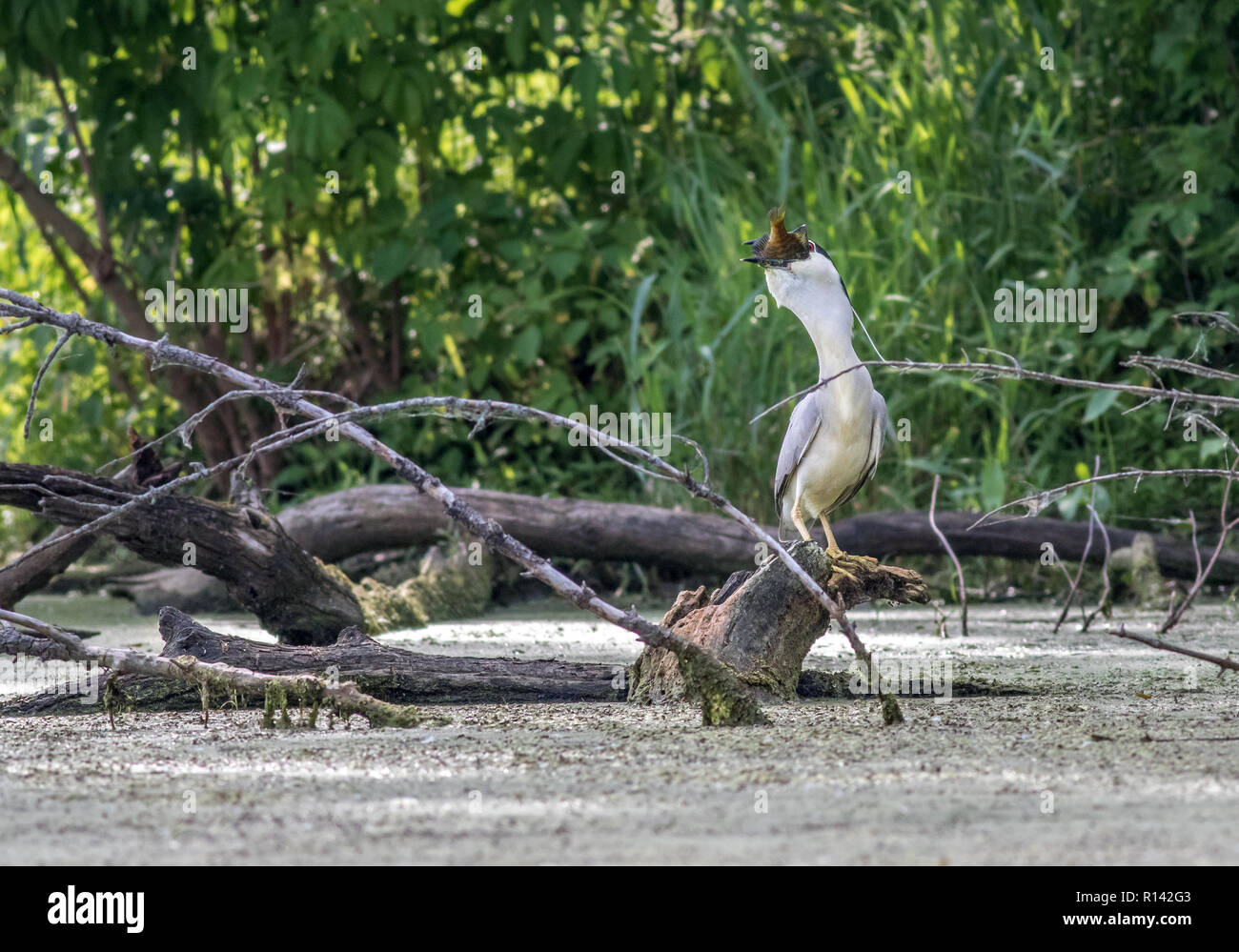Bird wide hi-res stock photography and images - Alamy