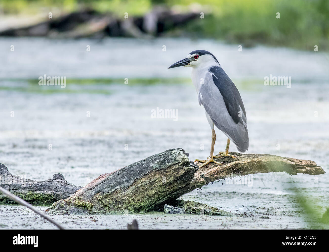 Wide winged bird hi-res stock photography and images - Alamy