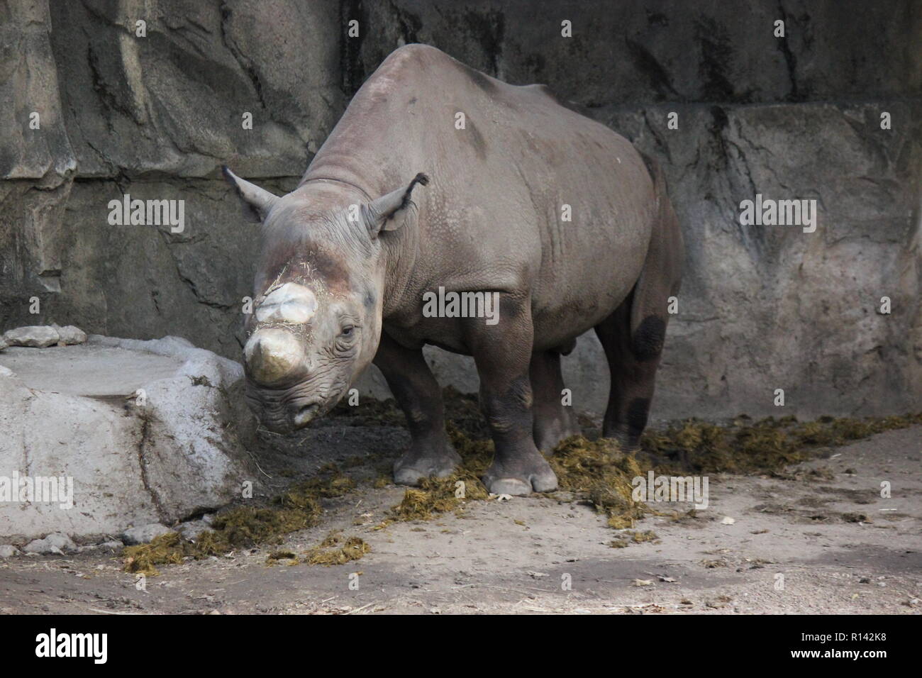 The black rhinoceros, hook-lipped rhinoceros, Diceros bicornis walking ...