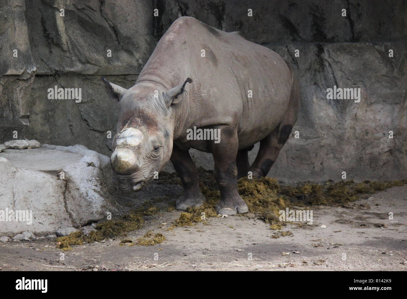 The black rhinoceros, hook-lipped rhinoceros, Diceros bicornis walking ...