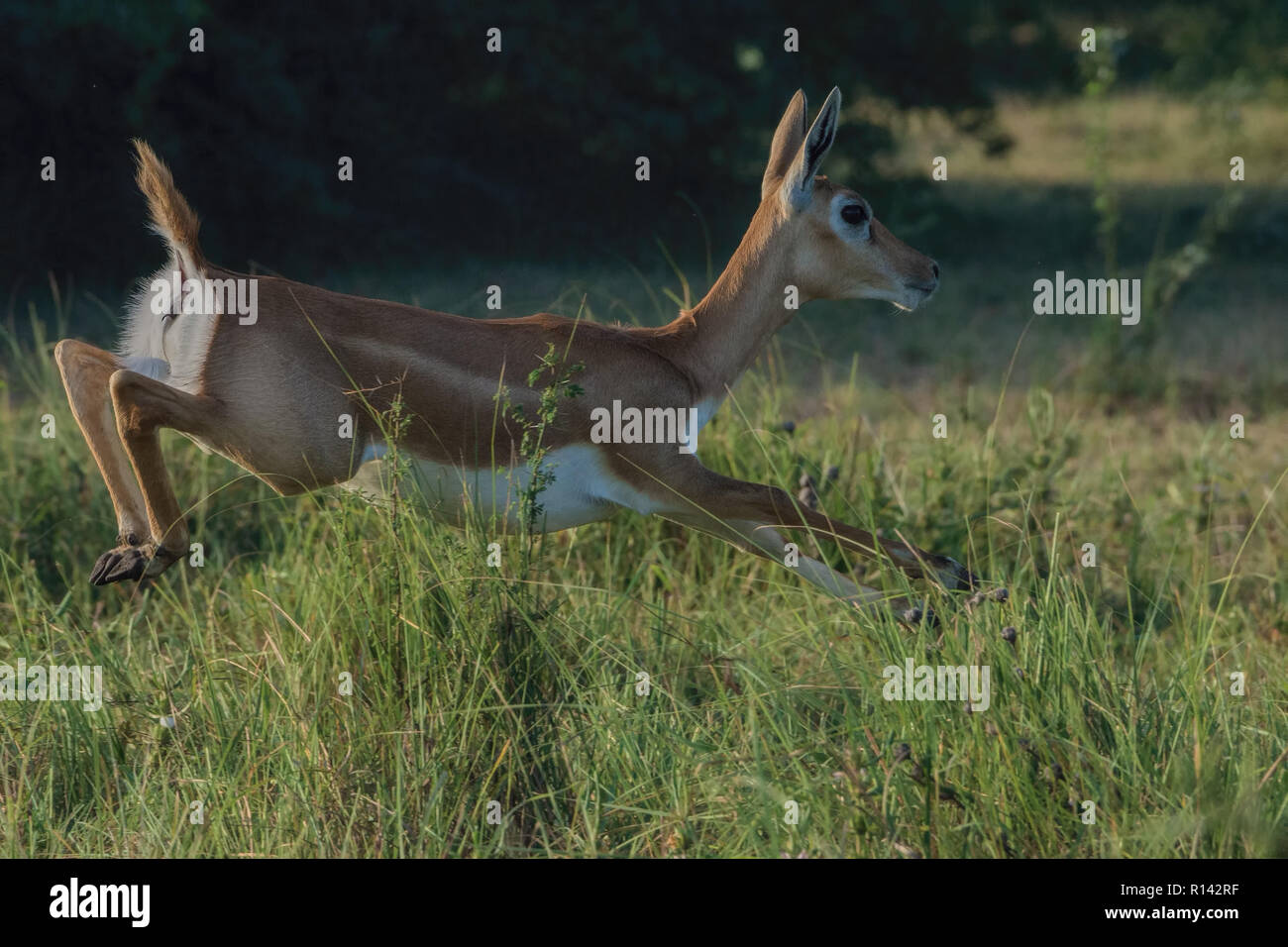 Blackbuck antilope cervicapra female hi-res stock photography and ...
