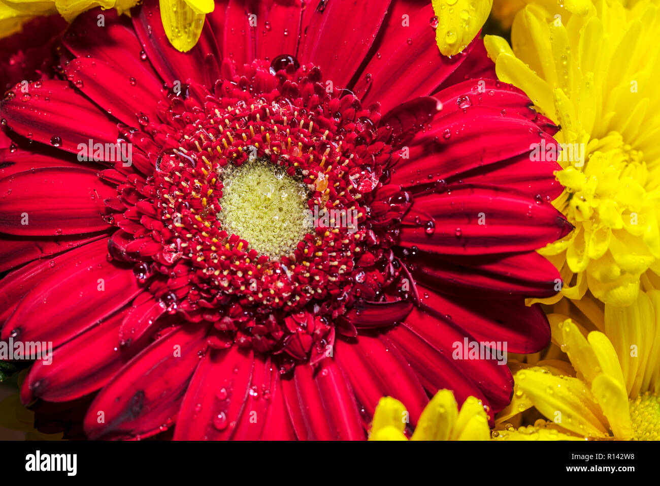 Red and Yellow Stock Photo - Alamy