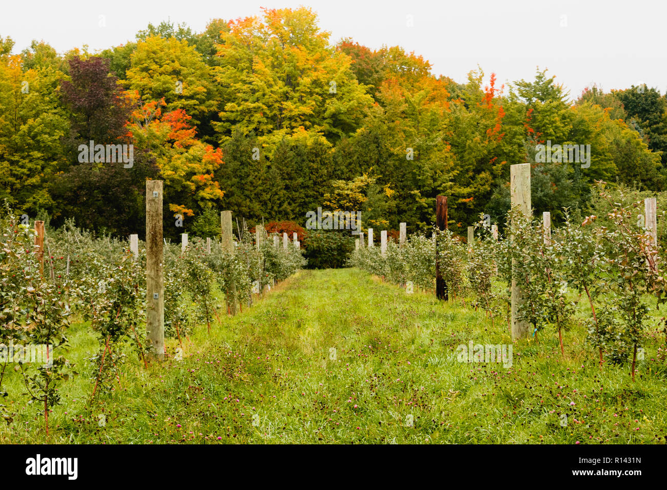 Fall in an orchard hi-res stock photography and images - Alamy